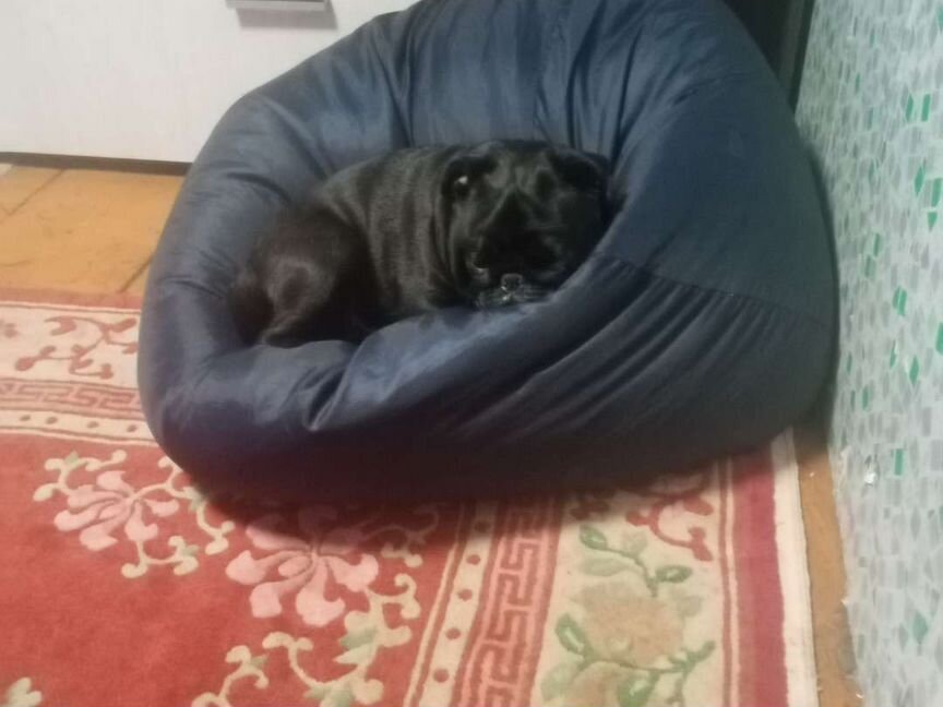 Мальчик мопс ищет девочку