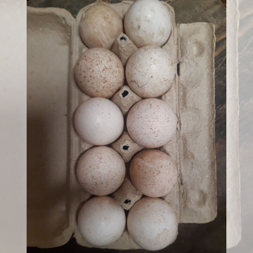 Яйца для инкубации индюков