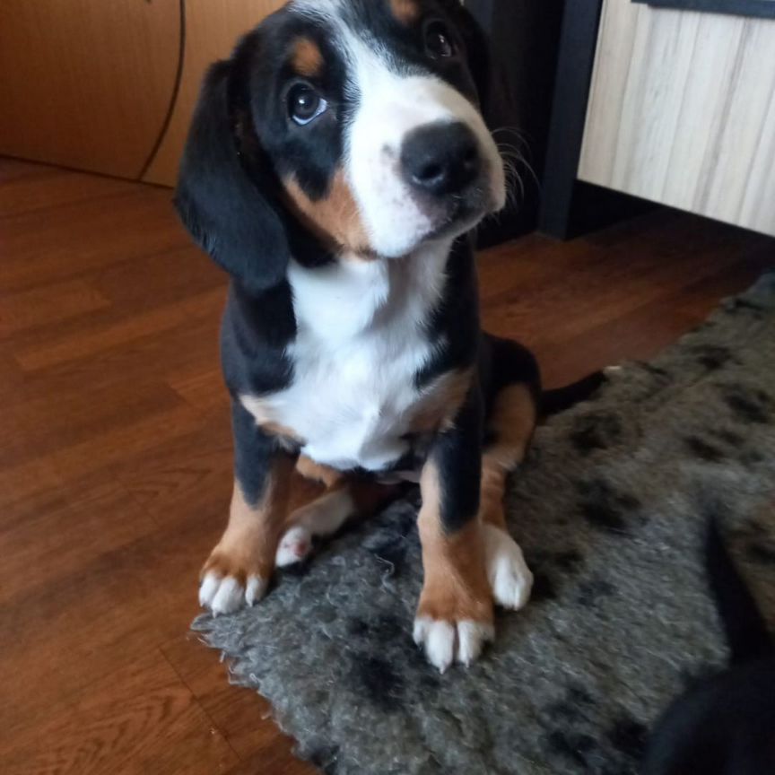 Энтленбухер зенненхуд