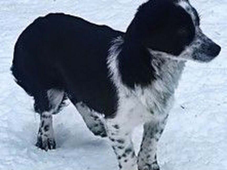 Собаки бесплатно в добрые руки