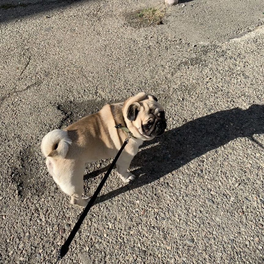 Мопс