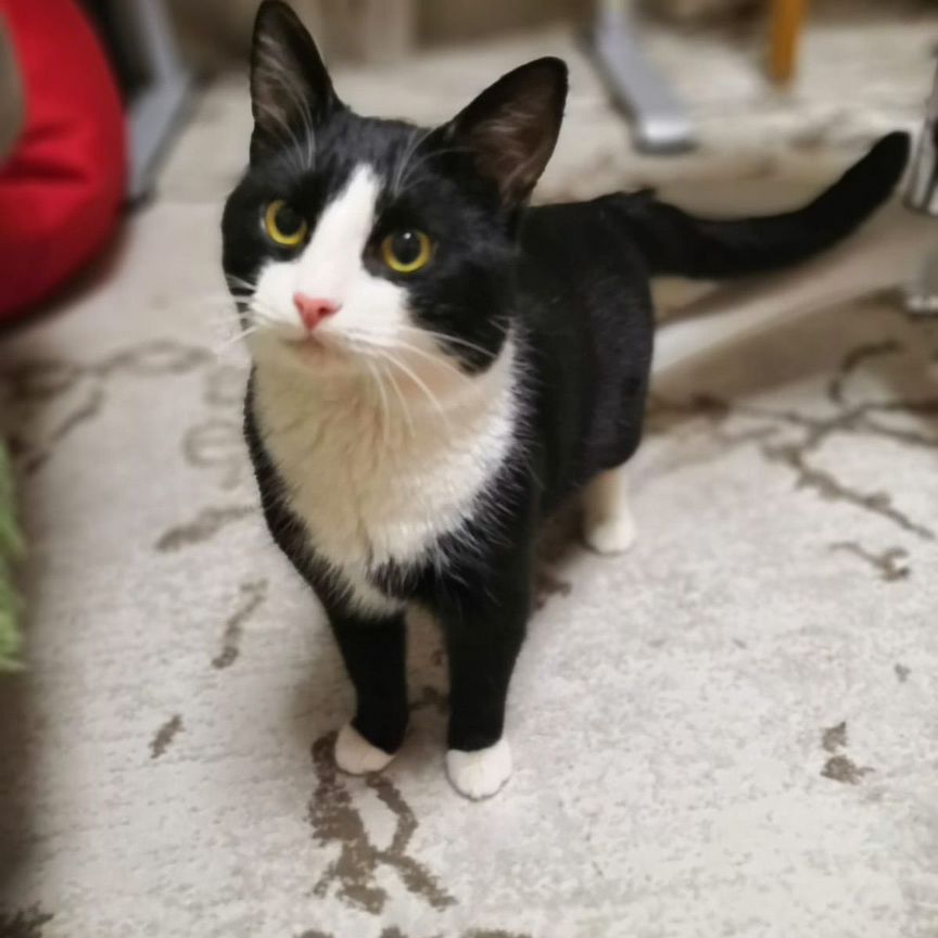 Котик в добрые руки