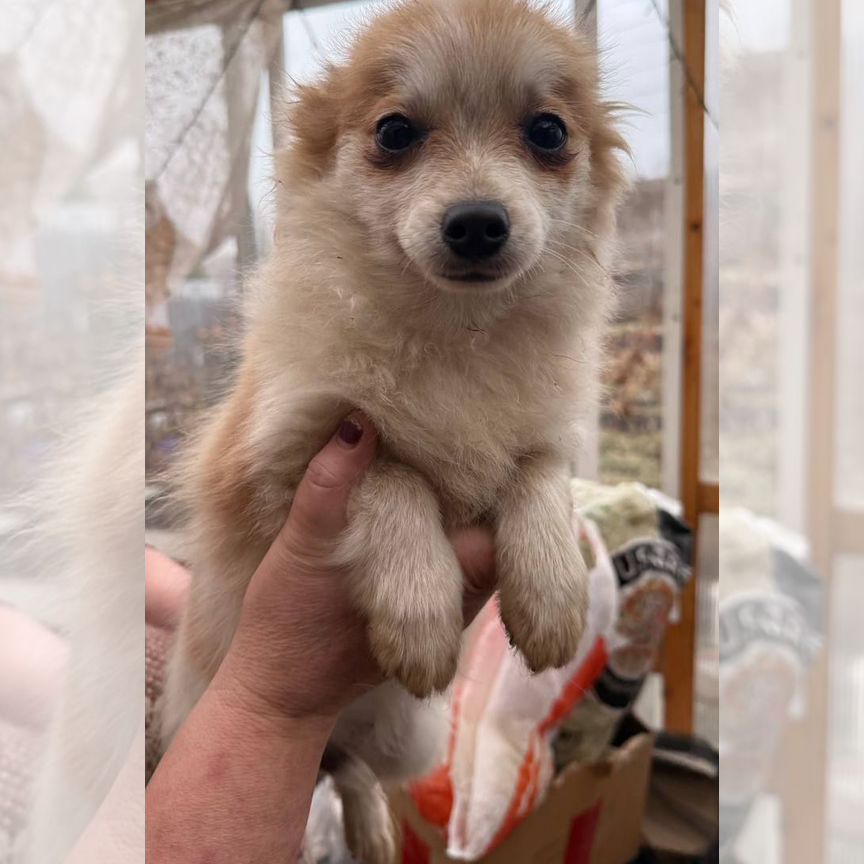 Щенок в добрые руки