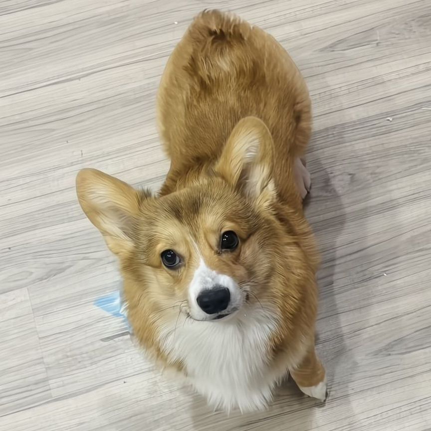 Вельш Корги Пемброк, взрослый пёс