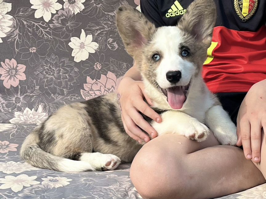 Вельш-корги кардиган