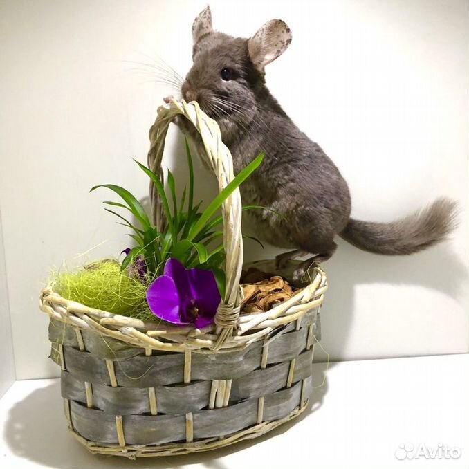 Шиншилла Девочка