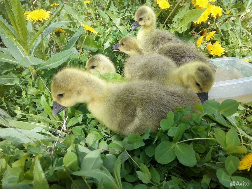 Гусята суточные и подрощенные