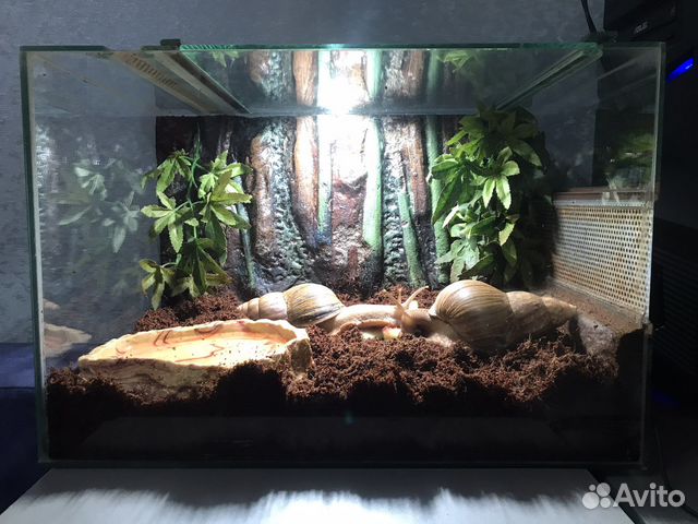 Террариум с улитками