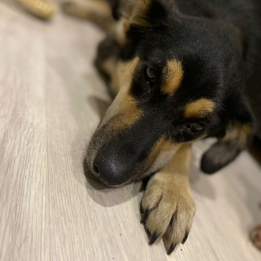 Взрослая собака в добрые руки