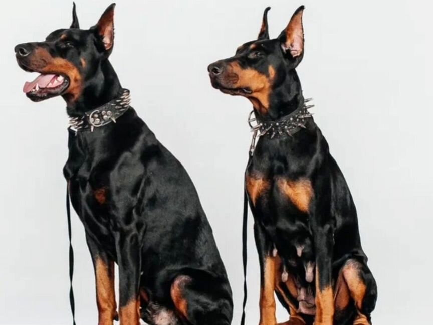 Чистокровные щенки добермана редких окрасов
