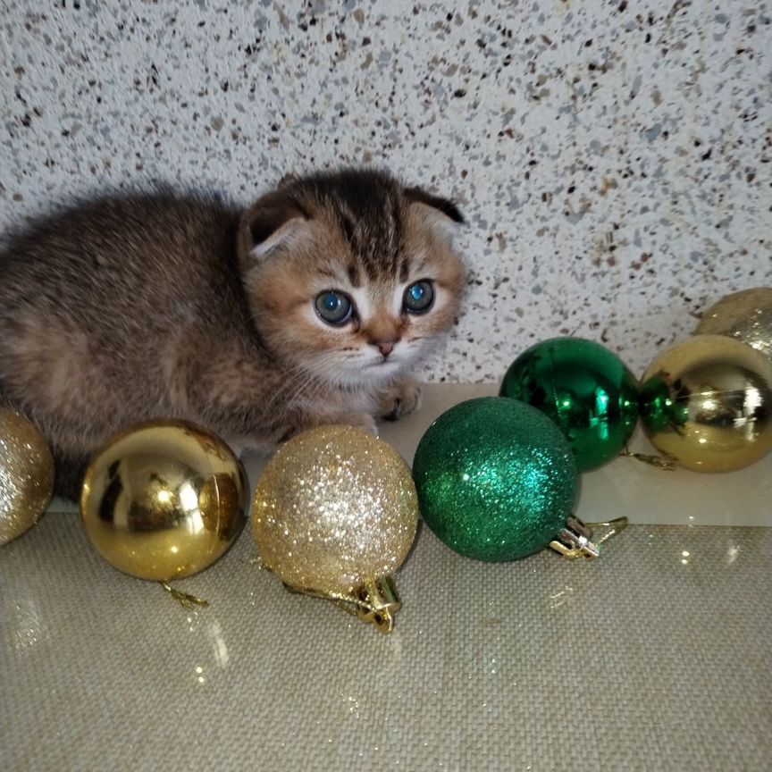 Кошечка Золотая шиншилла. Доставка