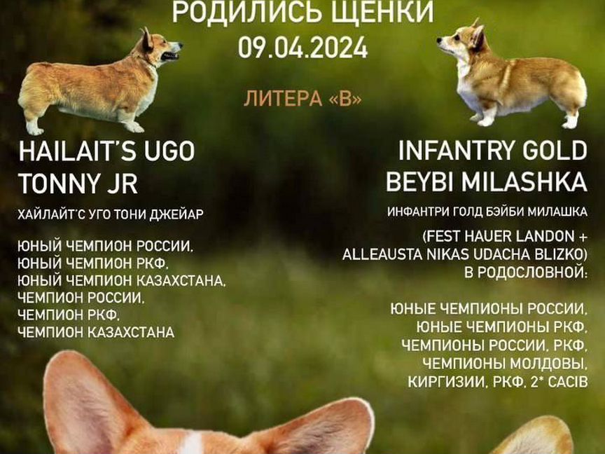 Щенки вельш-корги пемброк