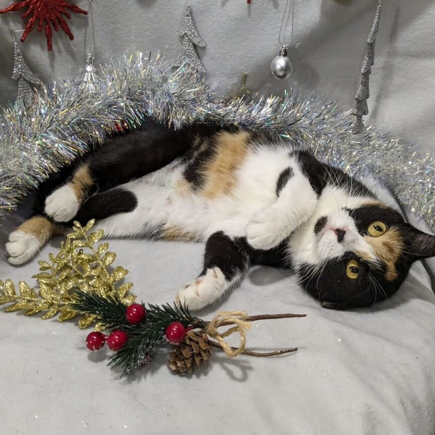 Кошки