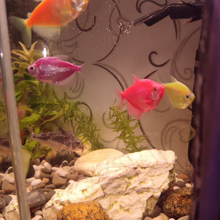 Теренция рыбки