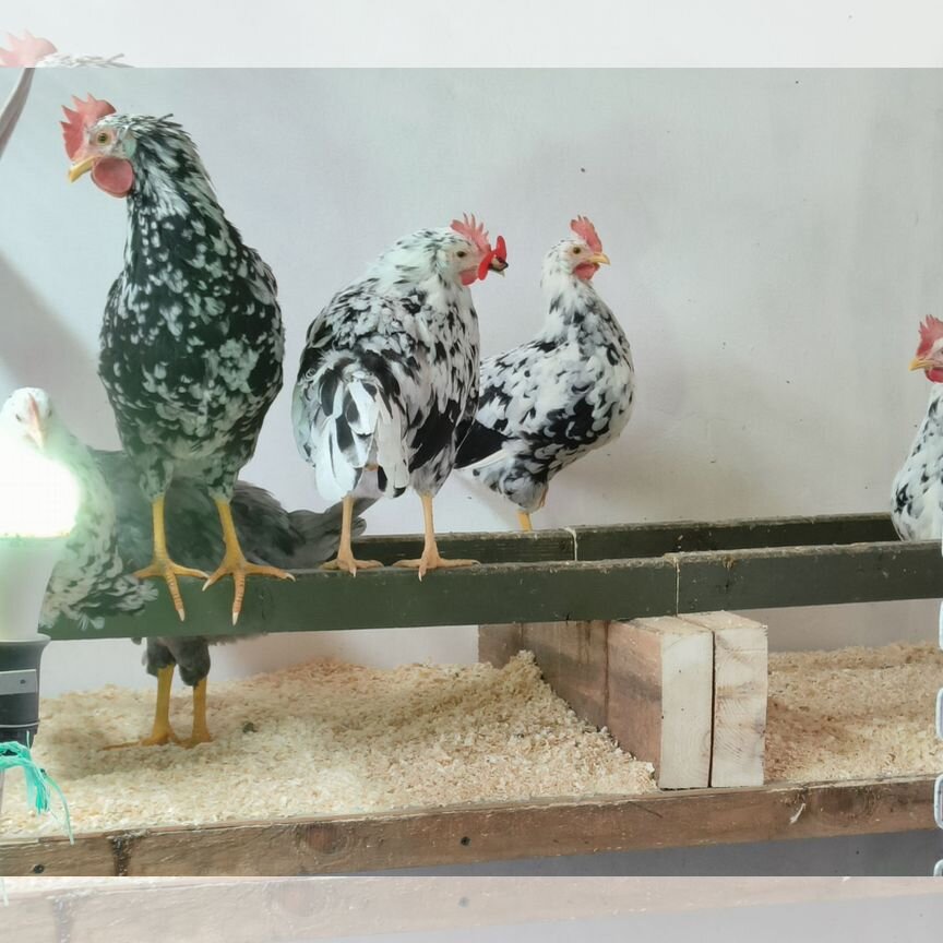 Инкубационное яйцо