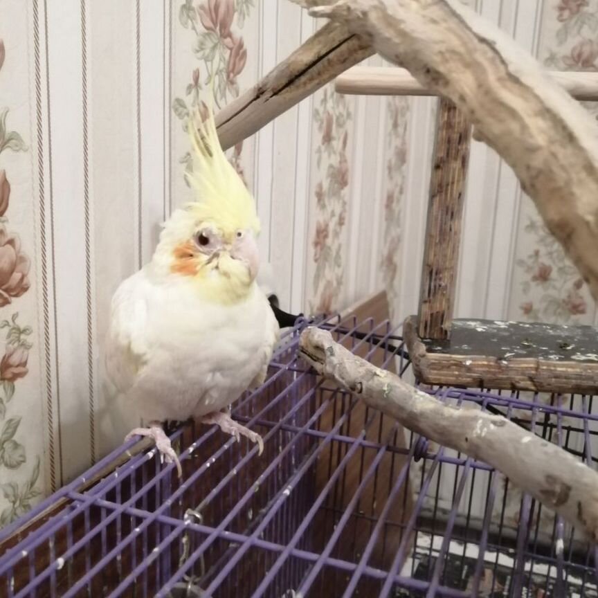 в добрые руки, карелла