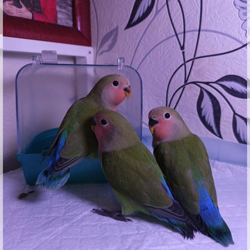 Попугай неразлучники