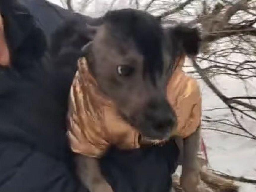 Собака Кобель 1 год лысый