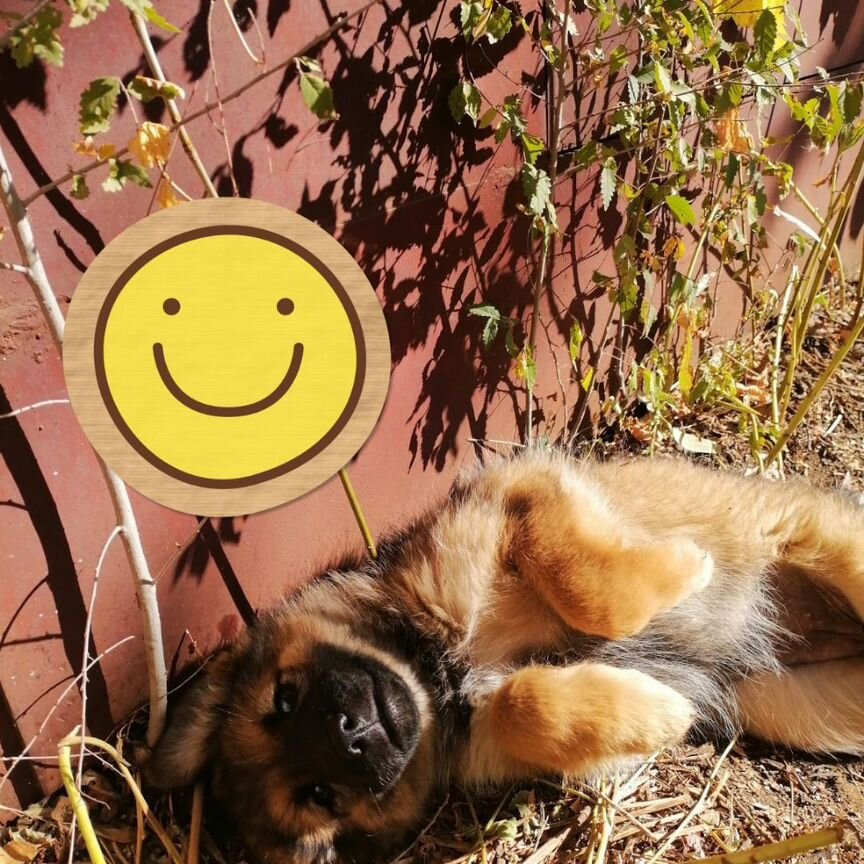 Малыши ищут дом