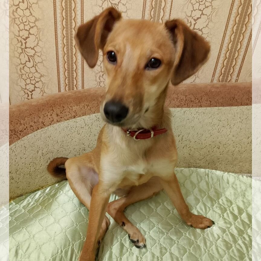 Австрийский пинчер, щенок