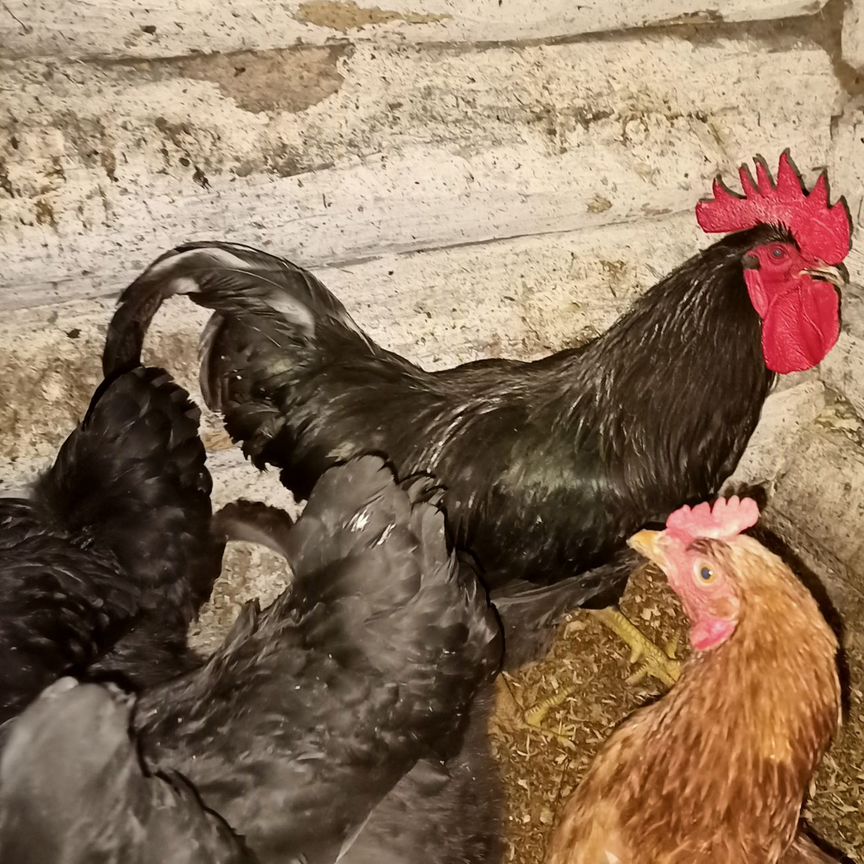 Петух 10 месяцев