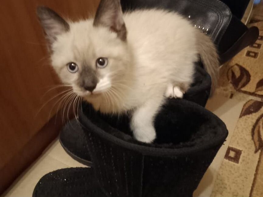 Котята в добрые руки