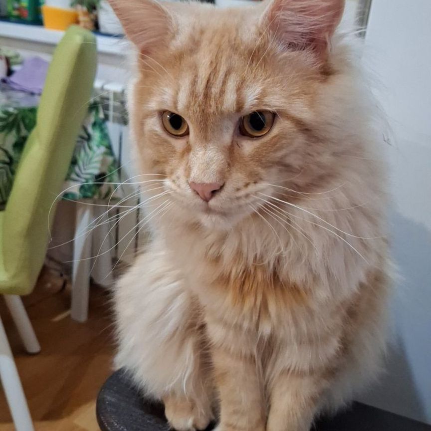 Кот Мейн кун
