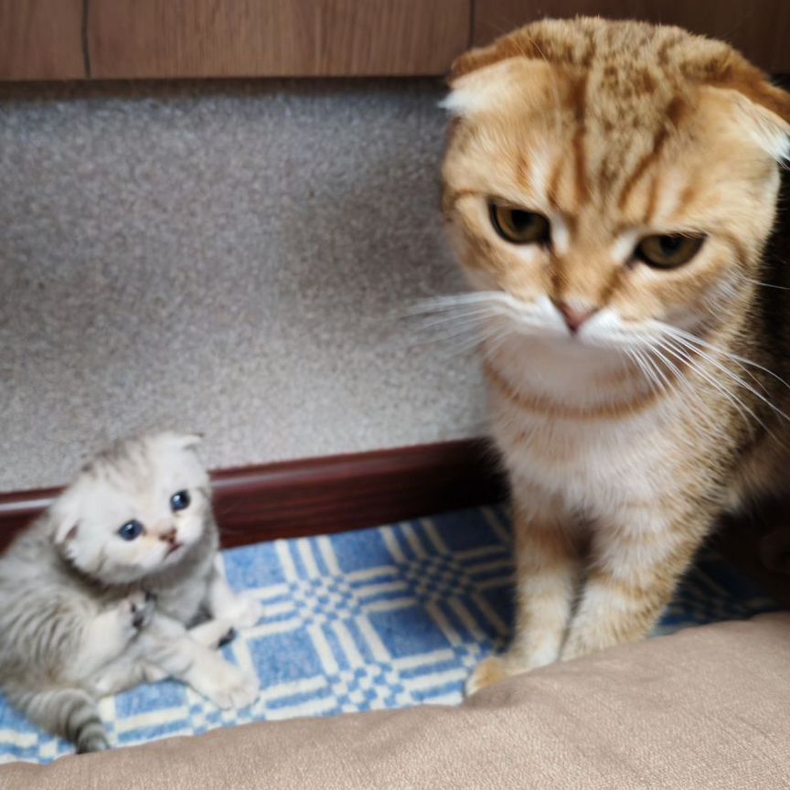 Шотландский вислоухий короткошёрстный котёнок