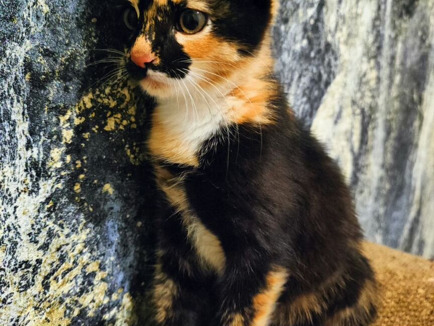 Маруся в поисках дома