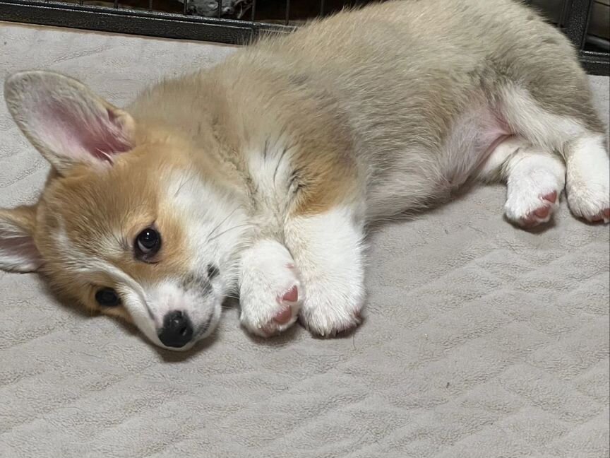 Вельш корги Пемброк