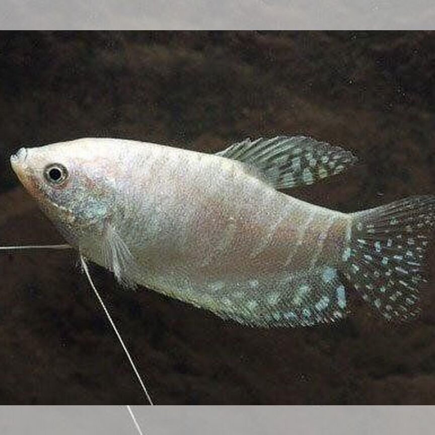 Аквариумные рыбки гурами платина