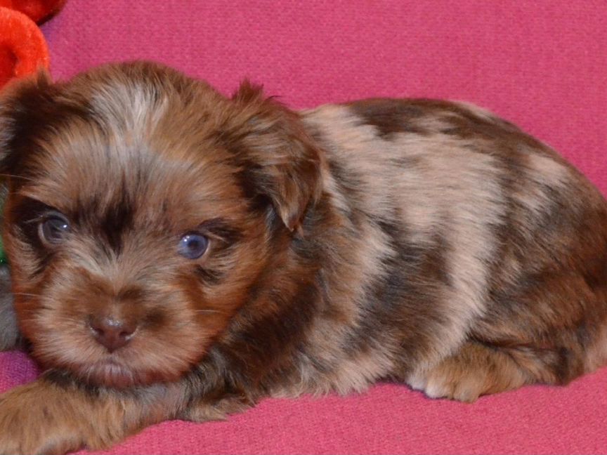 Мраморная красотка