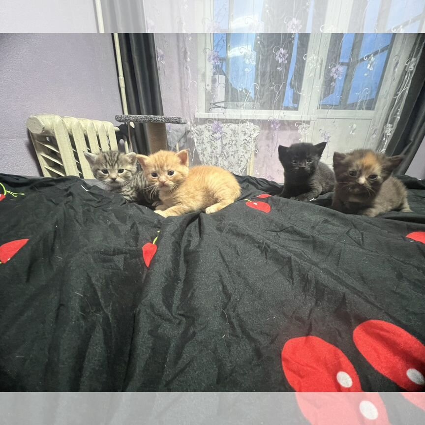 Котёнок в добрые руки