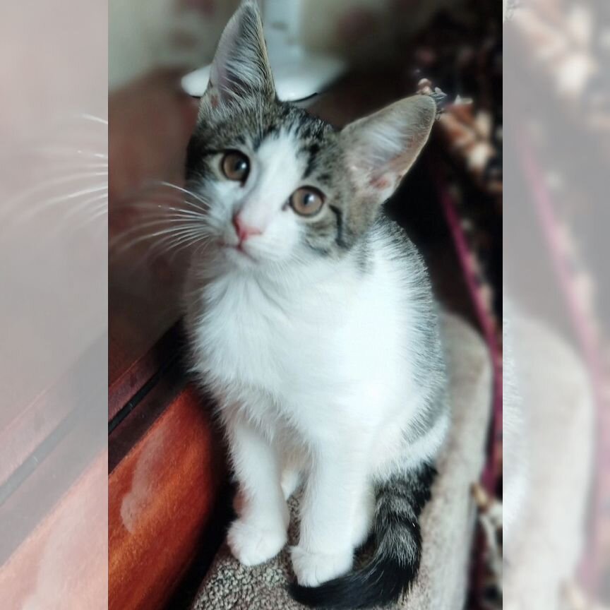 Котенок девочка