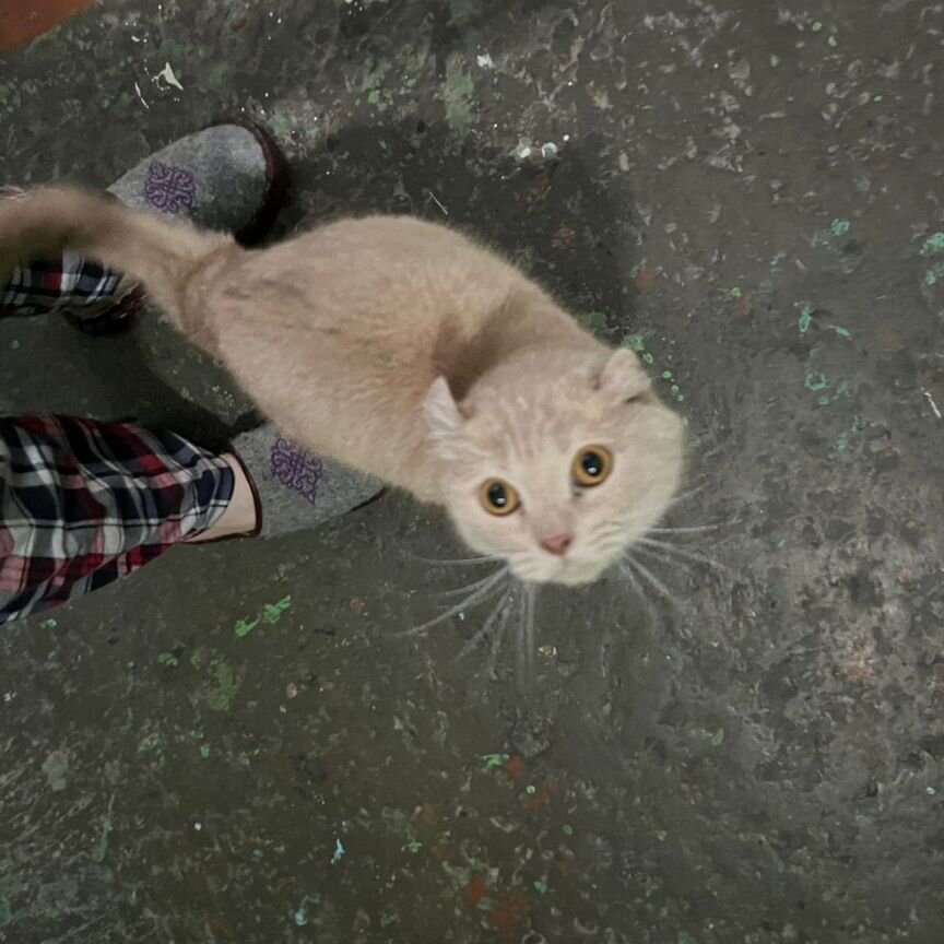 Котик в подъезде