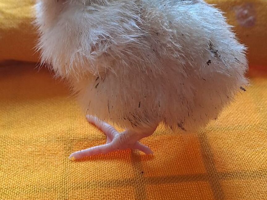 Цыпленок голошейные