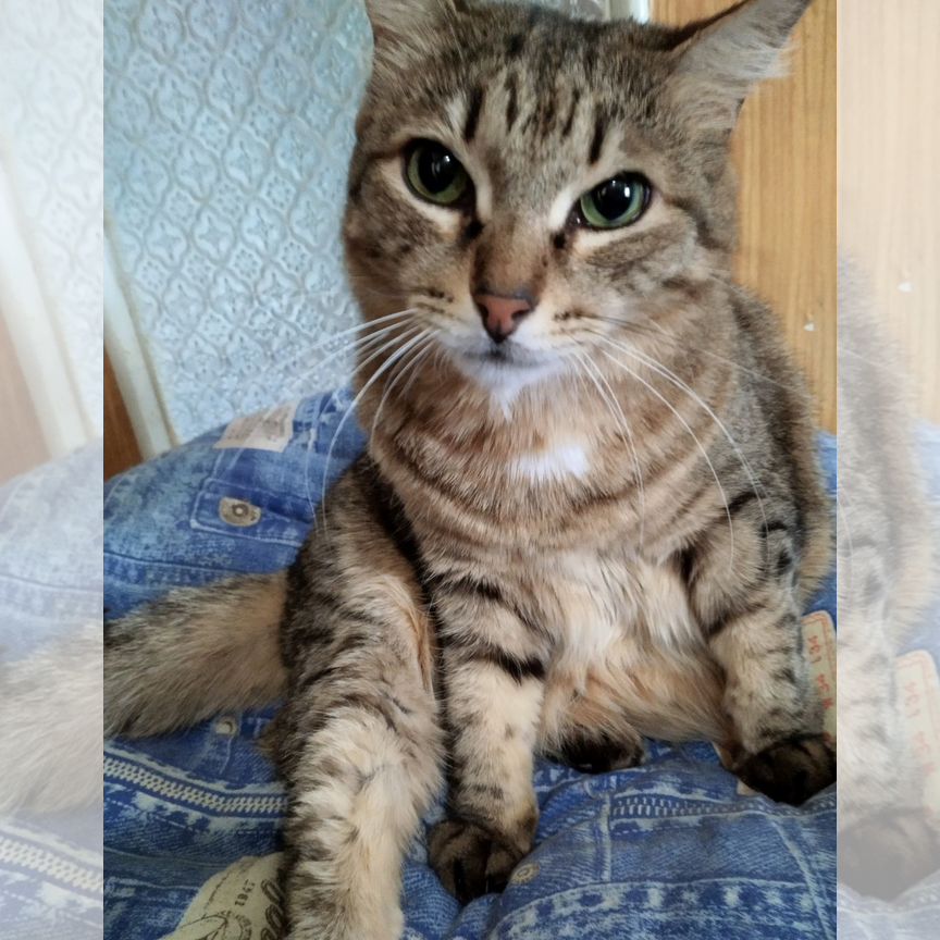 Кот Василий