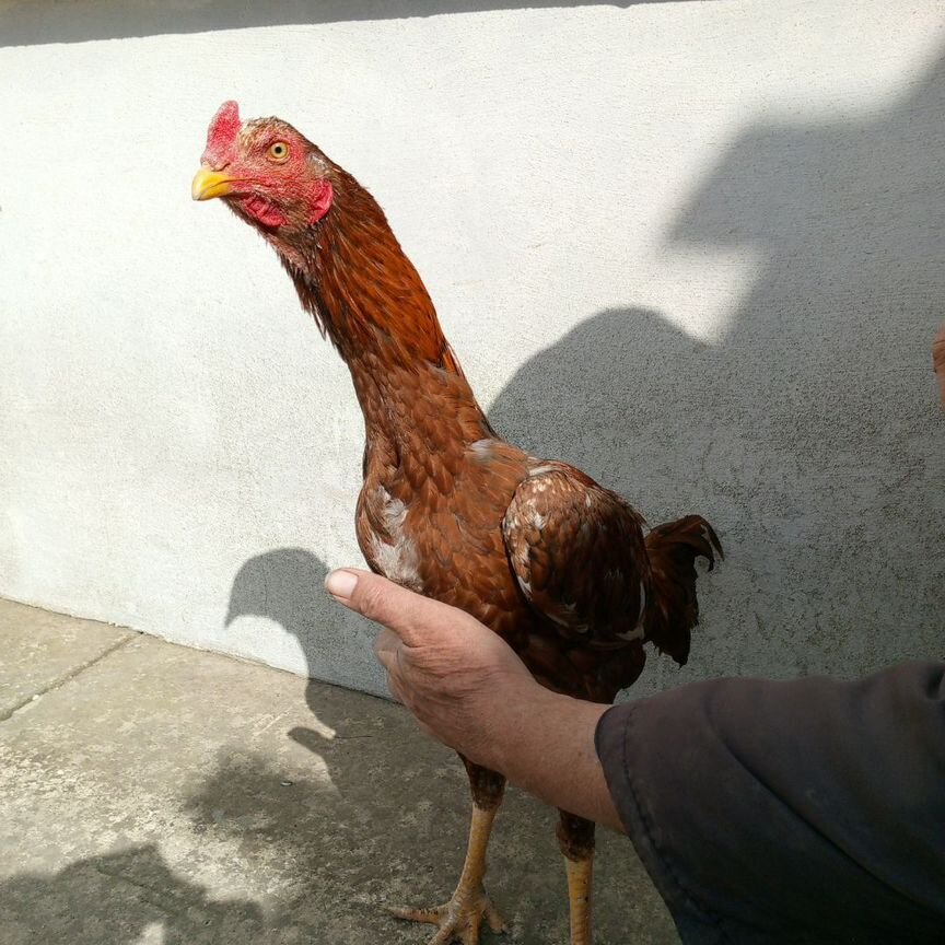 Молодые петушки