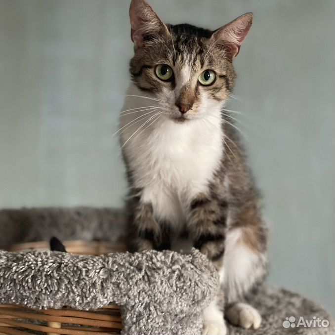 Обаятельный кот Патрик в дар