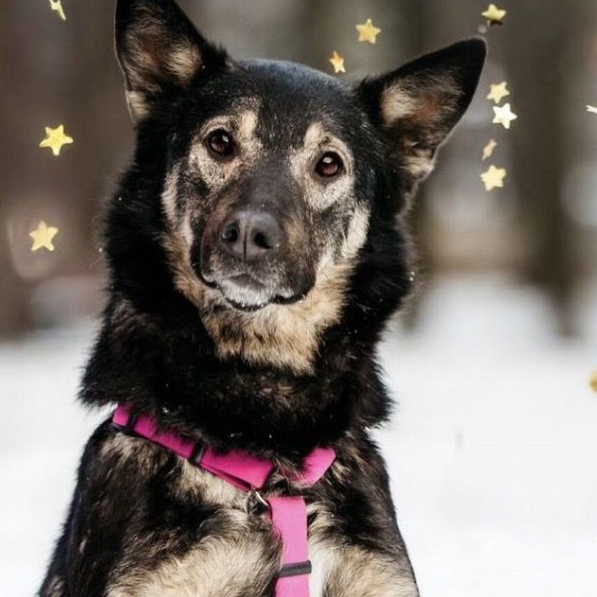 Взрослая собака в добрые руки