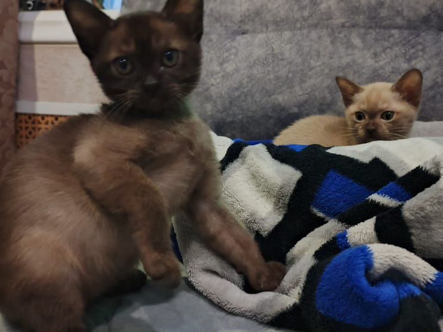 Бурманская