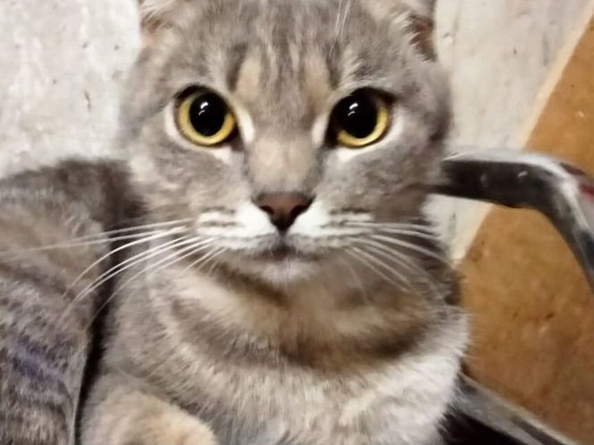 Кошка из под обстрелов