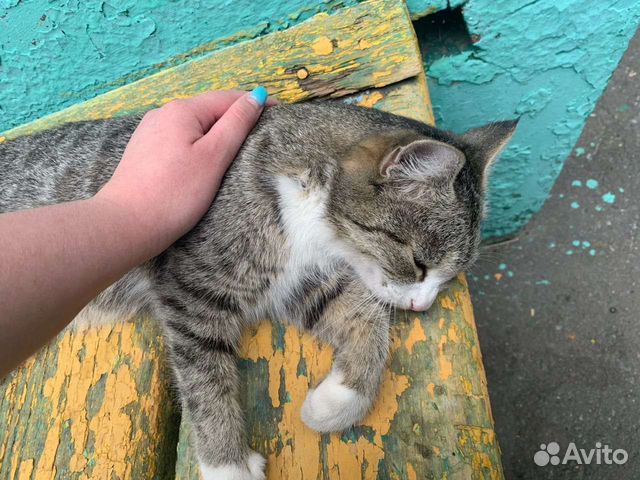 Кошки в добрые руки