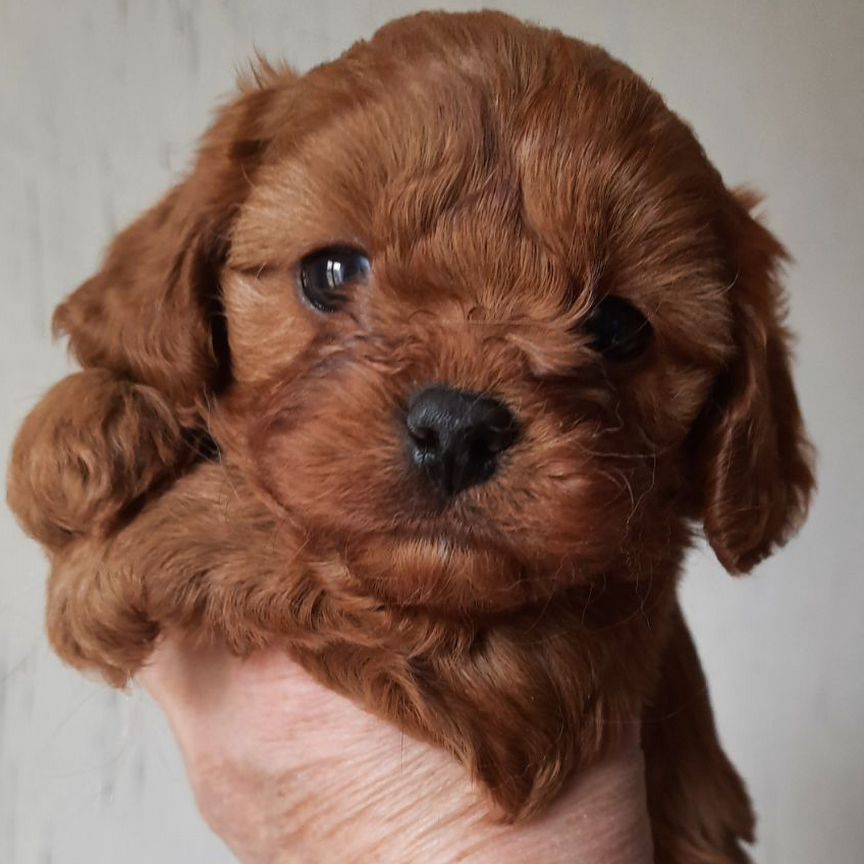 Кавапу, щенок