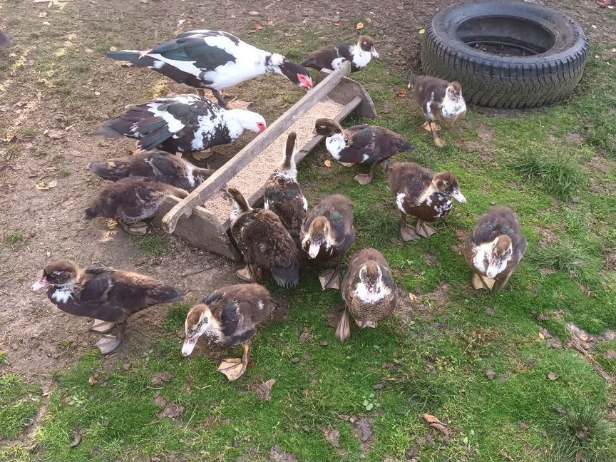 Утята индоутки