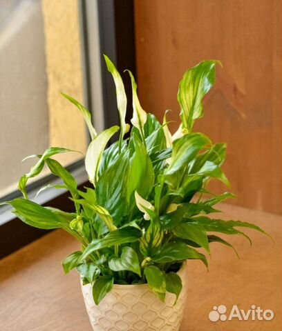 Спатифиллум quattro (Кватро) купить в Нижнем Новгороде | Товары для ...