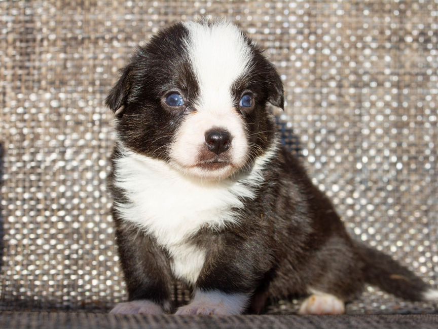 Красивые малыши вельш корги кардиган