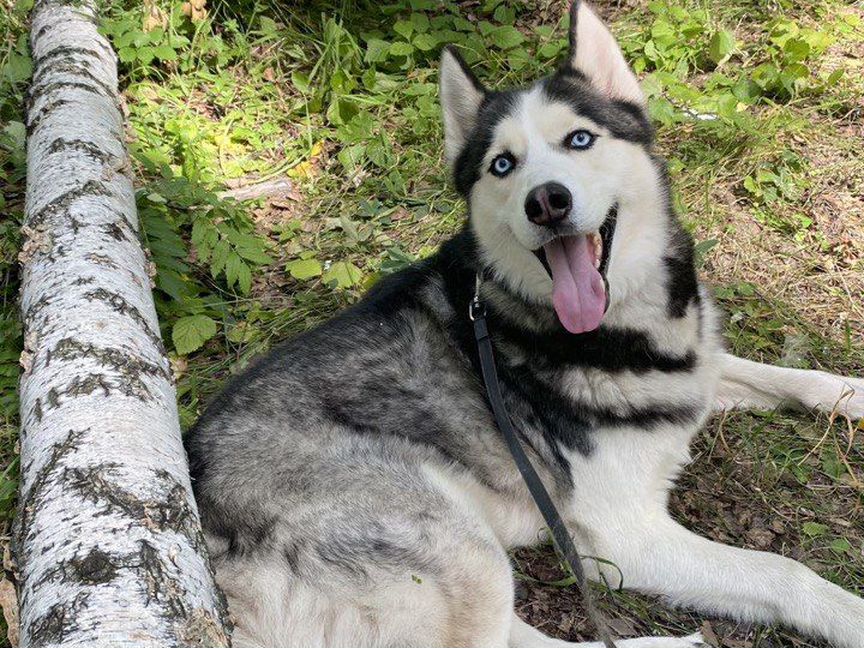 Вязка Сибирский хаски