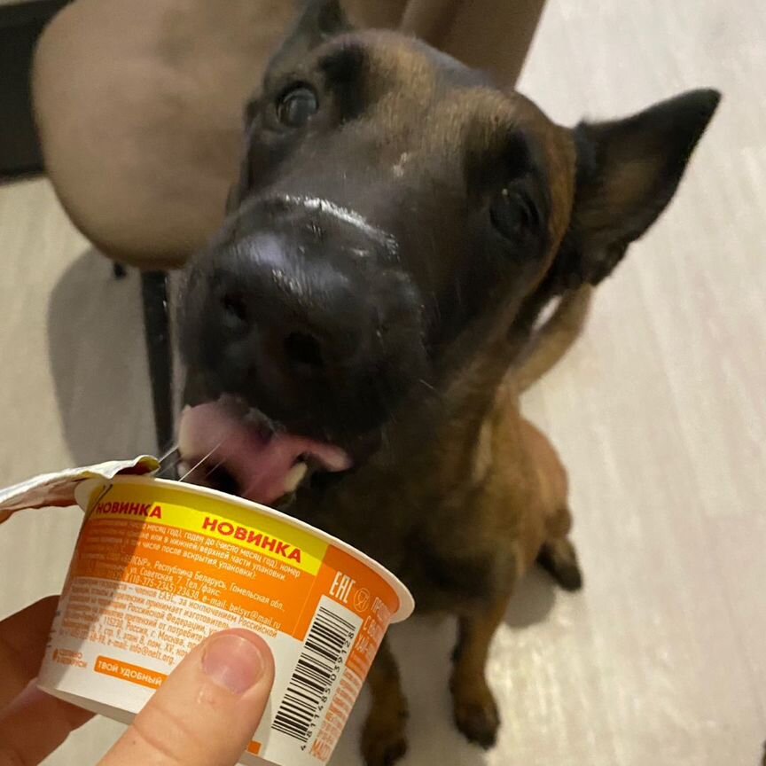 Бельгийская овчарка малинуа