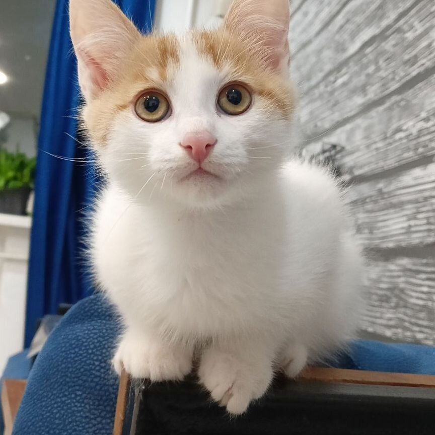 Котёнок в добрый руки